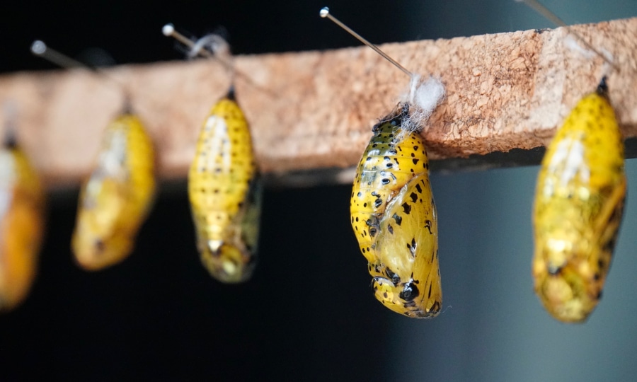 Chrysalis - A Short Reflection on Transition - Churches of Christ ...
